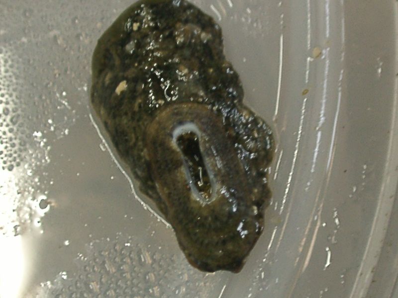 スカシガイ : 海の貝っていいね！