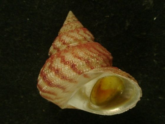 2016年09月 : 海の貝っていいね！