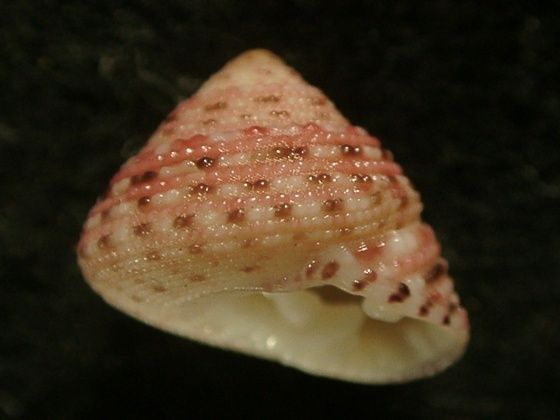 ウスイロナツモモ : 海の貝っていいね！