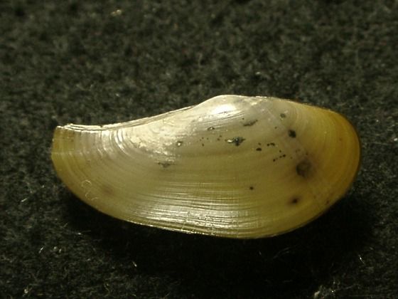 ナガソデガイ : 海の貝っていいね！