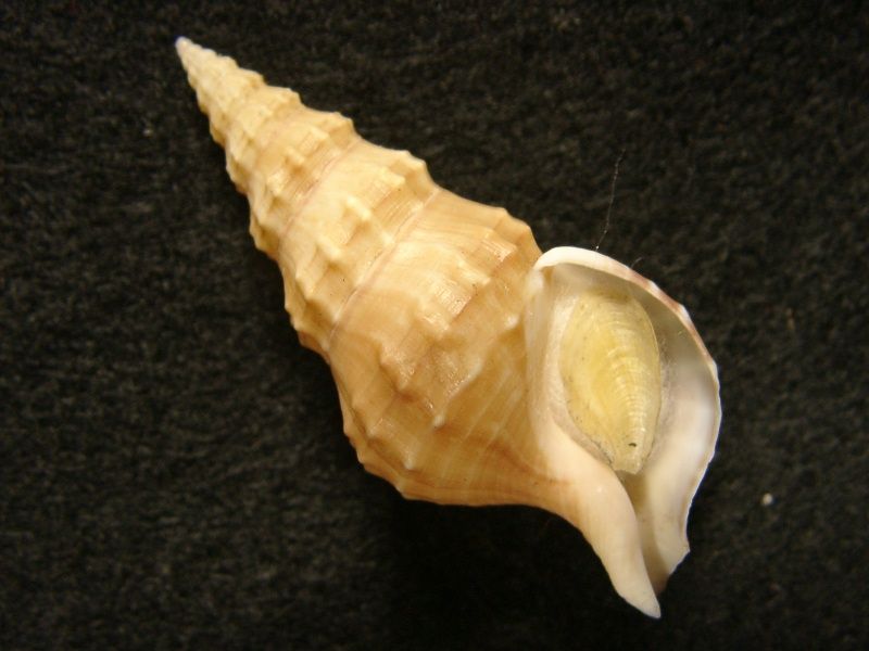 リシケナサバイ : 海の貝っていいね！