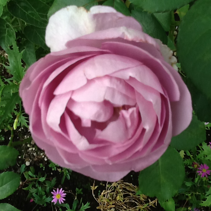 cobble together やっつけ仕事？ : 獨樂獨歩