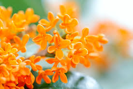 金木犀の香り漂う(´-`*) : ライディングご無沙汰カエル