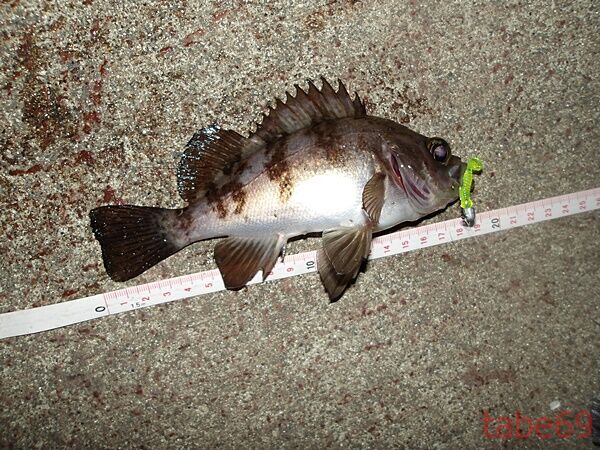 tabe's Fishing blog : 牡鹿メバル すでに最盛期？？、ベッコウゾイ42cm出た！