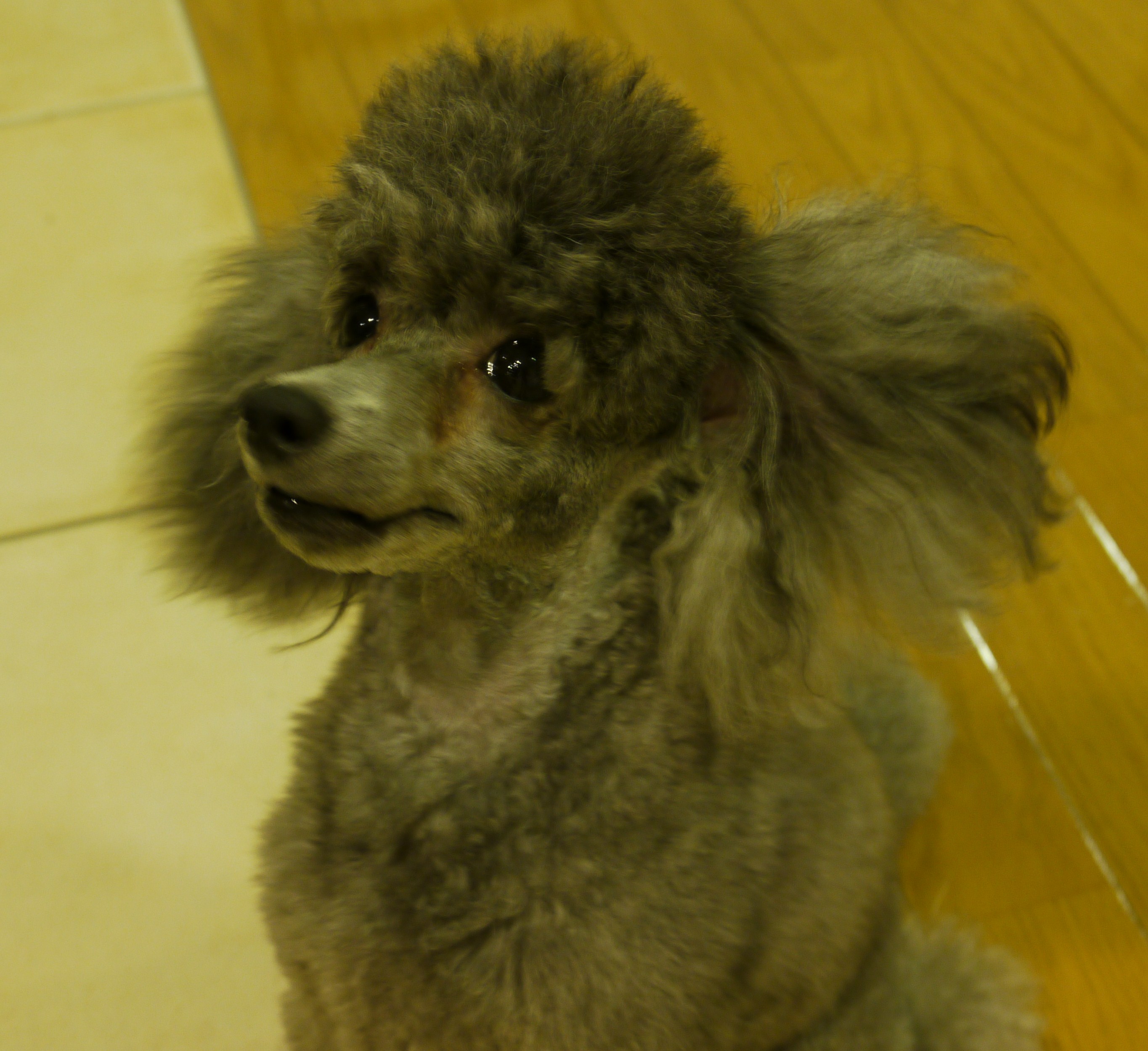 シルバープ-ドル サクラの日記:サクラの生い立ち～出産