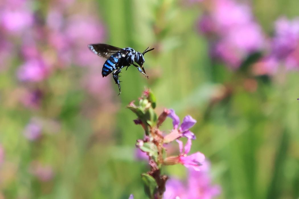 ブルービー ”2” : 太宰府発 気まま撮り