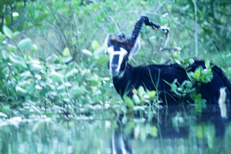 《幻動物》カンボジアの、蛇を食う牛「クティング・ヴォア」【Cambodia's snake-eating cows. kting voar ...