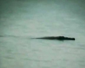 フロリダにモササウルス ️がいたってか？『The mosasaurs appeared in Florida』 : 13SHOE・高野十座のブログ