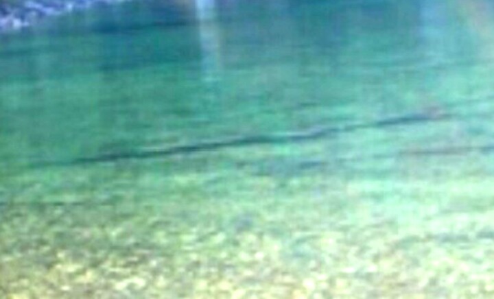 キャメロン湖の怪物「キャミー」 [Cameron Lake Monster・Cammie] : 13SHOE・高野十座のブログ