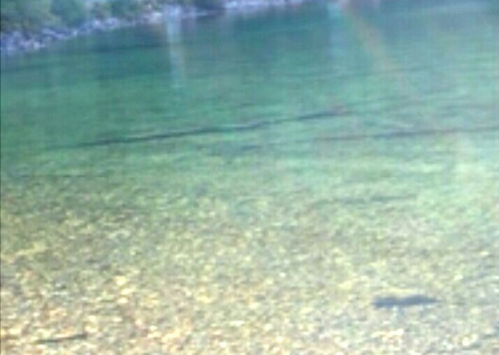 キャメロン湖の怪物「キャミー」 [Cameron Lake Monster・Cammie] : 13SHOE・高野十座のブログ