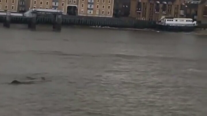 《再》テムズ川の怪物 [" Re " Monster of the River Thames] : 13SHOE・高野十座のブログ