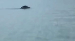 《再》フォイル湖の怪物 [" Re " foil lake monster] : 13SHOE・高野十座のブログ