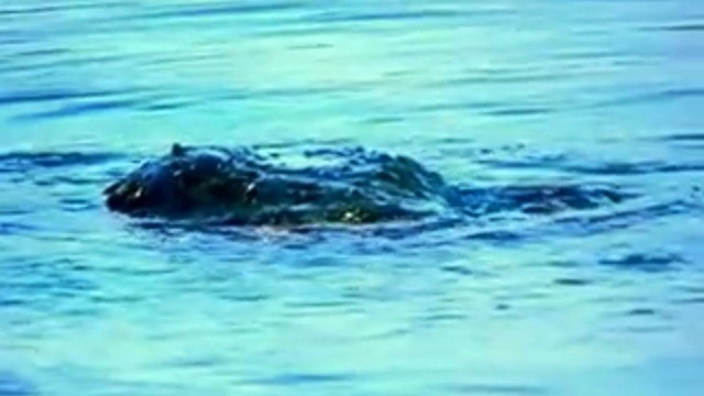 タミー、タマラック湖の怪物亀【Tammy, Tamarack Lake turtle Monster】 : 13SHOE・高野十座のブログ