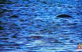 フロリダ・シー・モンスター【Florida Sea Monster】 : 13SHOE・高野十座のブログ