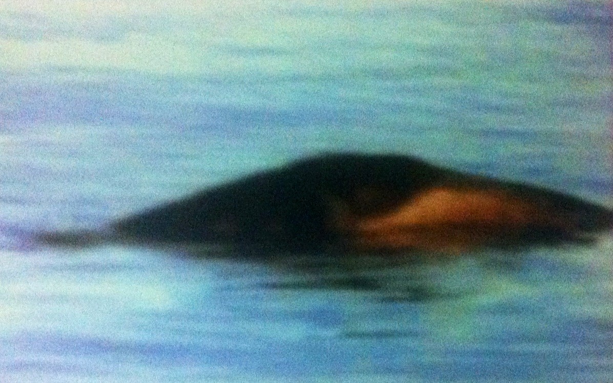 Skegness Monster!!』何かがわずか数メートル先を移動している : 13SHOE・高野十座のブログ