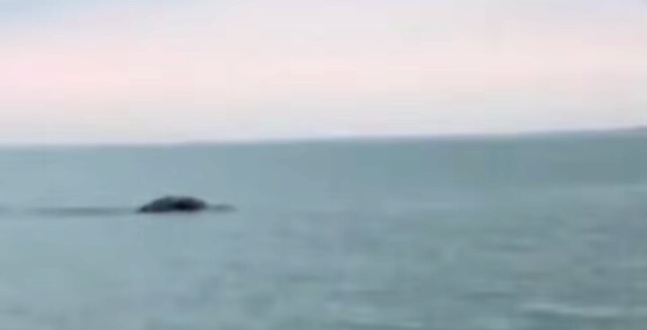 《再》フォイル湖の怪物 [" Re " foil lake monster] : 13SHOE・高野十座のブログ