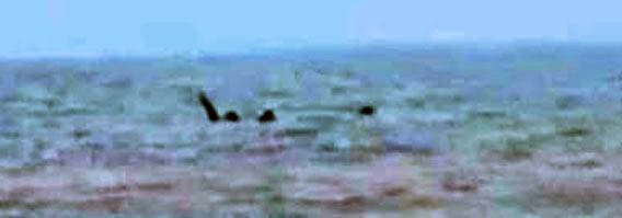 Skegness Monster!!』何かがわずか数メートル先を移動している : 13SHOE・高野十座のブログ
