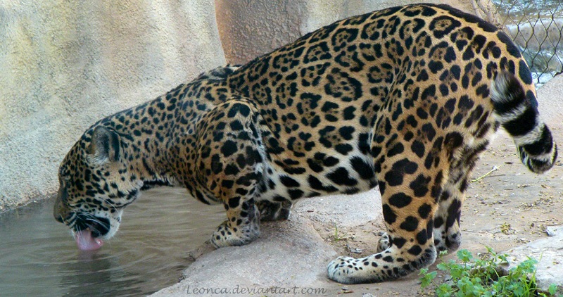 リグアー②【Leguar②】 : 13SHOE・高野十座のブログ