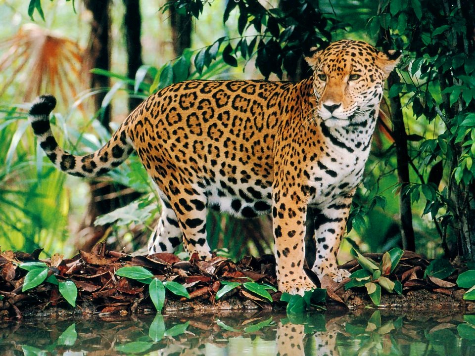 ジャグレプ【Jagulep】 : 13SHOE・高野十座のブログ