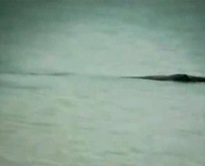 フロリダにモササウルス ️がいたってか？『The mosasaurs appeared in Florida』 : 13SHOE・高野十座のブログ