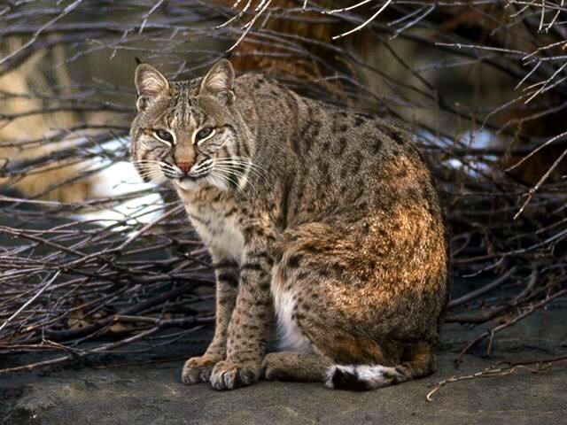 大きな薔薇紋のボブキャット【Bobcat (Lynx rufus) with large rossetted spots】 : 13SHOE ...