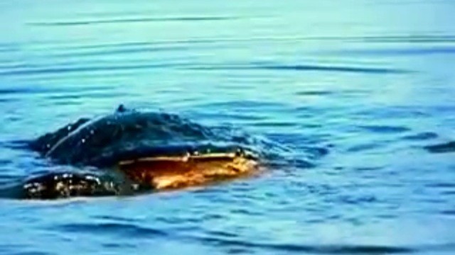 タミー、タマラック湖の怪物亀【Tammy, Tamarack Lake turtle Monster】 : 13SHOE・高野十座のブログ