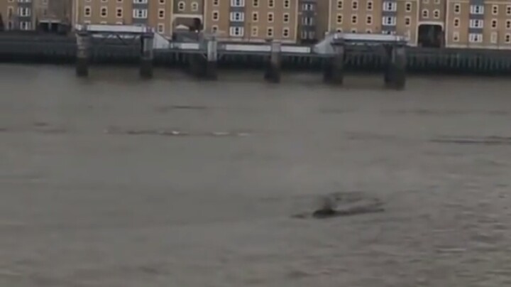 《再》テムズ川の怪物 [" Re " Monster of the River Thames] : 13SHOE・高野十座のブログ