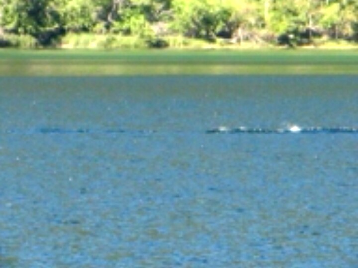 キャメロン湖の怪物「キャミー」 [Cameron Lake Monster・Cammie] : 13SHOE・高野十座のブログ