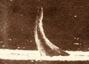 フランク・サールの懐かしのネッシー写真 [Frank Searle's misses Nessie photo] : 13SHOE・高野十座のブログ