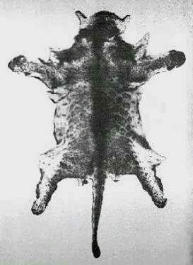 まだらのライオン『マローズィ(Marozi)』は 確認済の未知動物【The Spotted Lion 】 : 13SHOE・高野十座のブログ