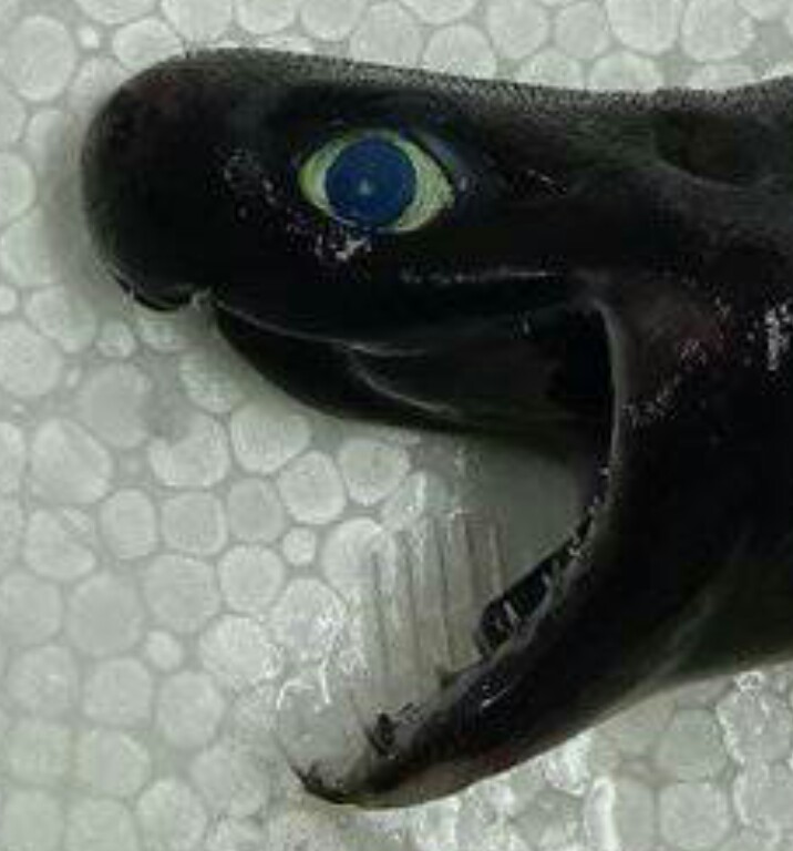 超レアな「ワニグチツノザメ」[Ultra- rare " viper dogfish "] : 13SHOE・高野十座のブログ