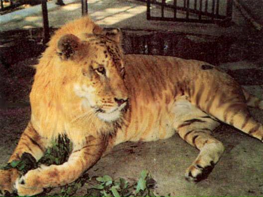 ティ-タイゴン【Ti tigon】 : 13SHOE・高野十座のブログ