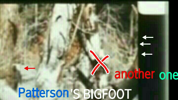 パターソン・フィルムにまた別のビッグフット [another Big Foot in Patterson film] : 13SHOE・高野十 ...