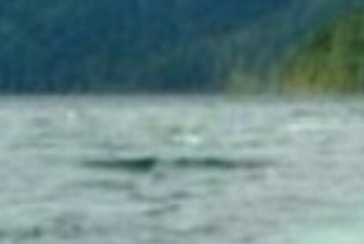 キャメロン湖の怪物②「キャミー」 [Cameron Lake Monster②・Cammie] : 13SHOE・高野十座のブログ