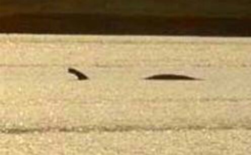 原色水中怪獣大百科(第五巻) 重箱の隅をつつくモンスター編 : 13SHOE・高野十座のブログ