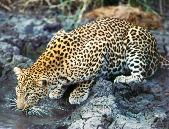 リグアー②【Leguar②】 : 13SHOE・高野十座のブログ