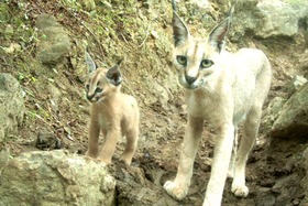 ホワイト・カラカル？【White Caracal】 : 13SHOE・高野十座のブログ