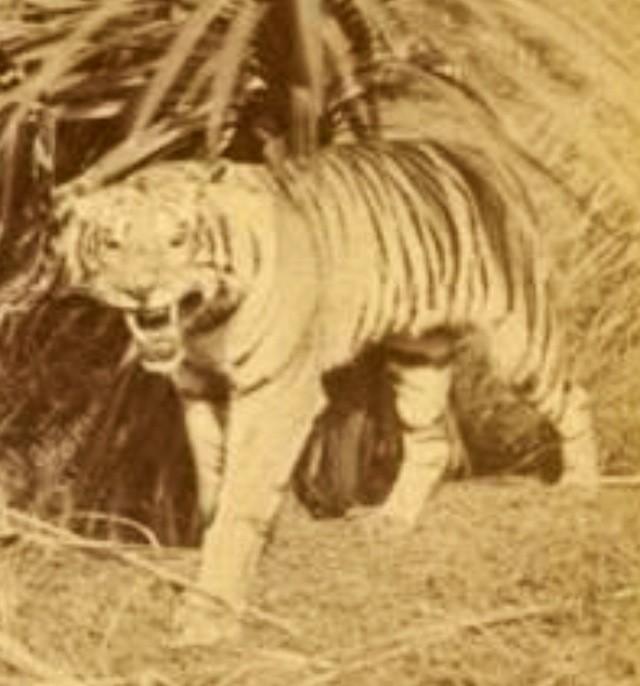 もしかして、トリニール・タイガー？【Did you mean? Trinil tiger？】 : 13SHOE・高野十座のブログ