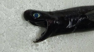超レアな「ワニグチツノザメ」[Ultra- rare " viper dogfish "] : 13SHOE・高野十座のブログ