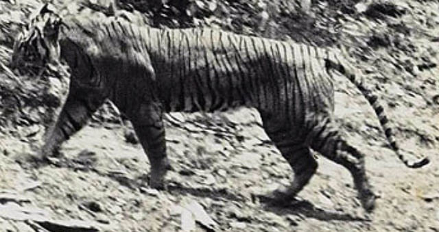 《カラー》疑惑のトリニール・タイガーの別写真【Another color picture of alleged "Trinil tiger ...