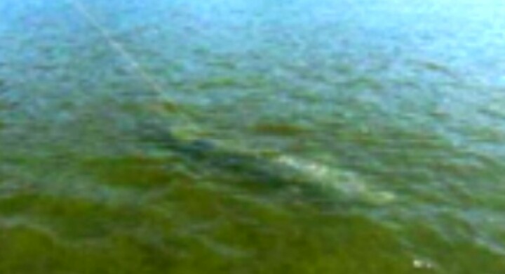 イリアムナ湖の怪物「イリー」 [Iliamna Lake Monster・”Illie”] : 13SHOE・高野十座のブログ