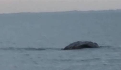 《判明》フォイル湾湖のモンスターでしたか [Monster did of Foyle Lake] : 13SHOE・高野十座のブログ