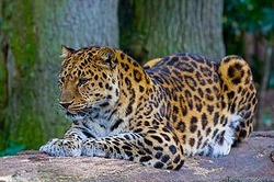 アムール・ヒョウは最も珍しいプレデターの一人【The Amur leopard is one of the most unusual ...