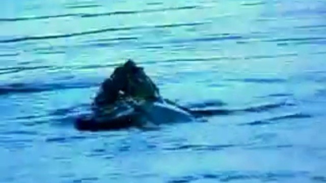 タミー、タマラック湖の怪物亀【Tammy, Tamarack Lake turtle Monster】 : 13SHOE・高野十座のブログ