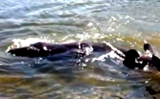 イリアムナ湖の怪物「イリー」 [Iliamna Lake Monster・”Illie”] : 13SHOE・高野十座のブログ