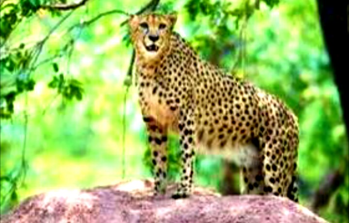カナダに謎の赤いチーター[The red cheetah of the mystery in Canada] : 13SHOE・高野十座のブログ