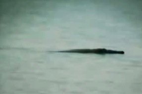 フロリダにモササウルス ️がいたってか？『The mosasaurs appeared in Florida』 : 13SHOE・高野十座のブログ