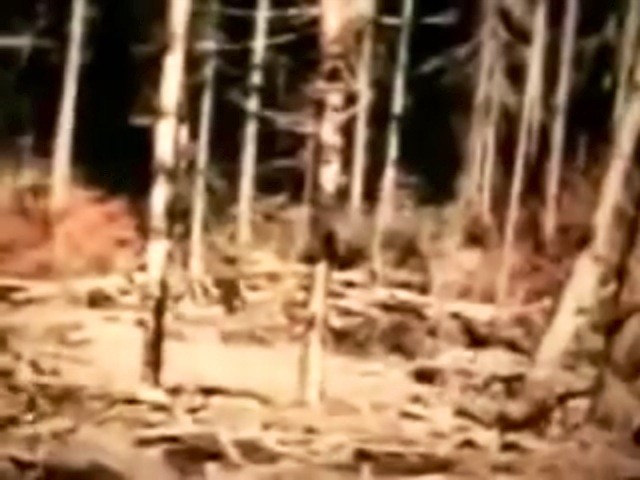 パターソン・フィルム全長版 [ROLL ONE, COMPLETE: Patterson-Gimlin Bigfoot Film and ...
