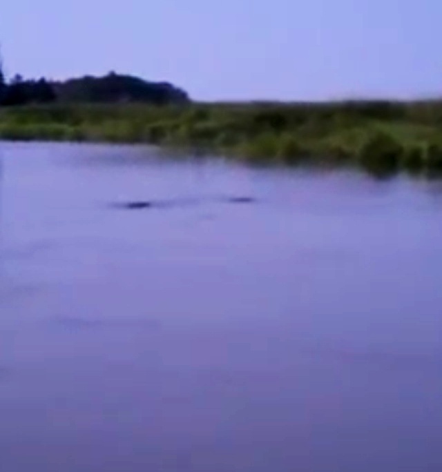 Georgia’s River Monster,”アルタマハ・ハ”別名『アルティ』【Altamaha-Ha or Altie ...