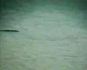 フロリダにモササウルス ️がいたってか？『The mosasaurs appeared in Florida』 : 13SHOE・高野十座のブログ